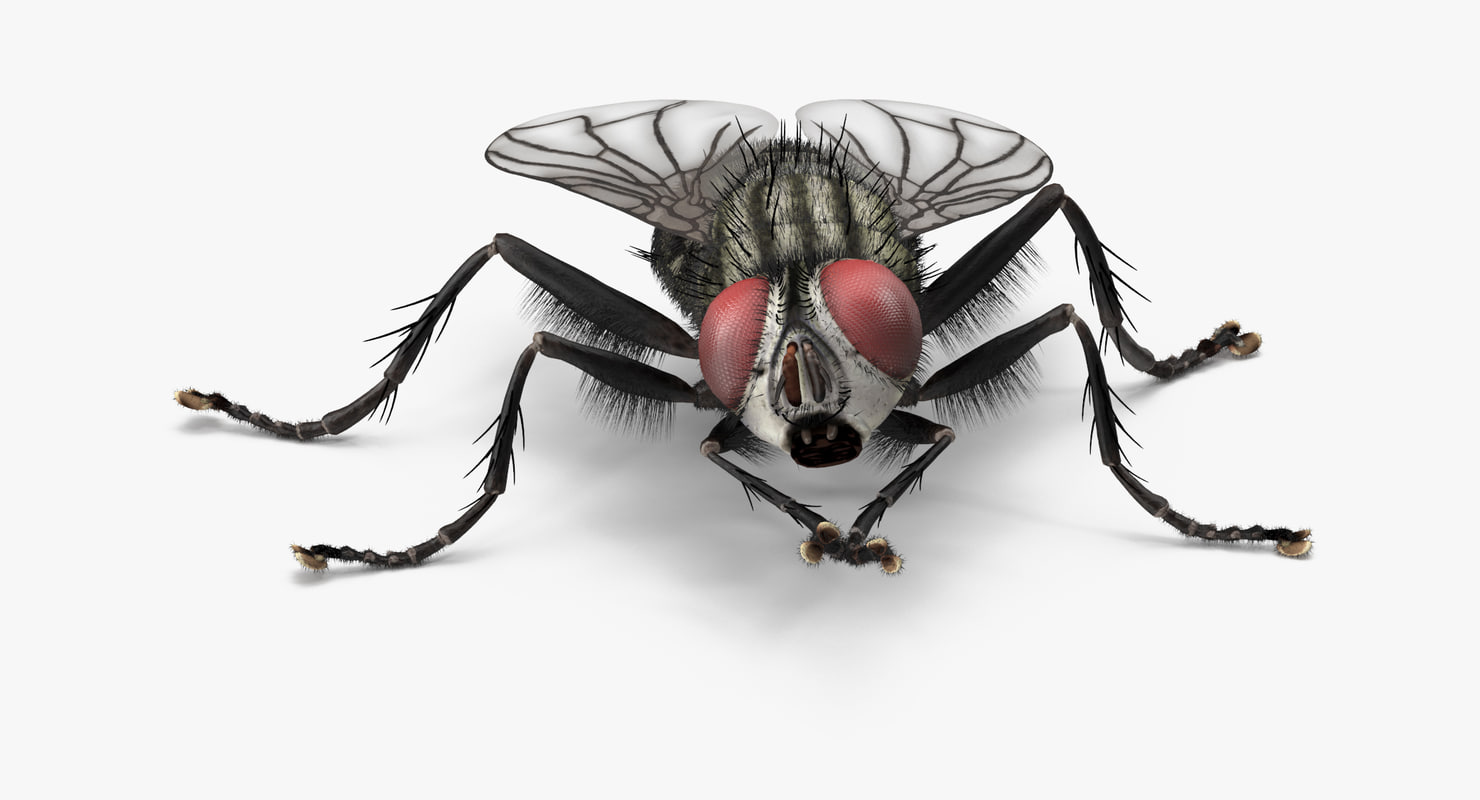 The Secret Life of Flies - Essays - Mind of Malaka